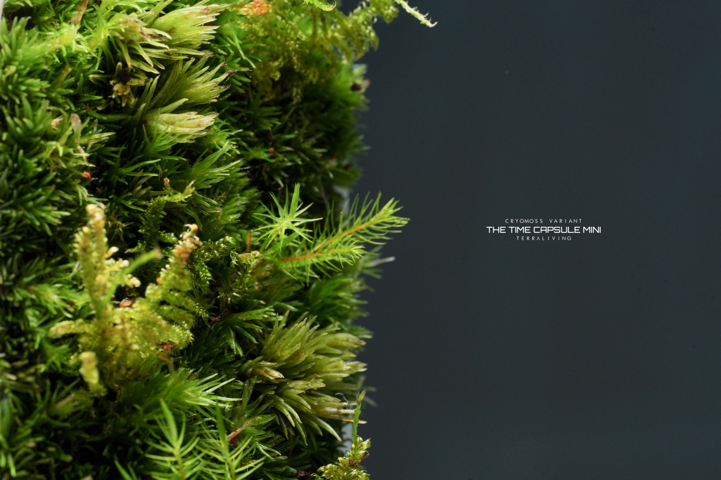 A guide to Live Moss Terrarium (CryoMoss) by TerraLiving