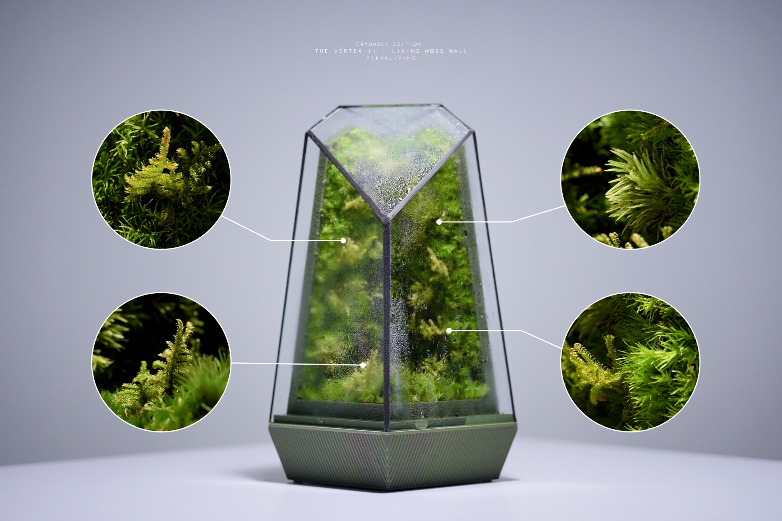 A guide to The Vertex II - Living Moss Wall Terrarium by TerraLiving