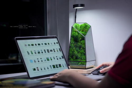 Preserved Moss Terrarium: The Vertex ZERO (S) - Pure Moss Wall ...