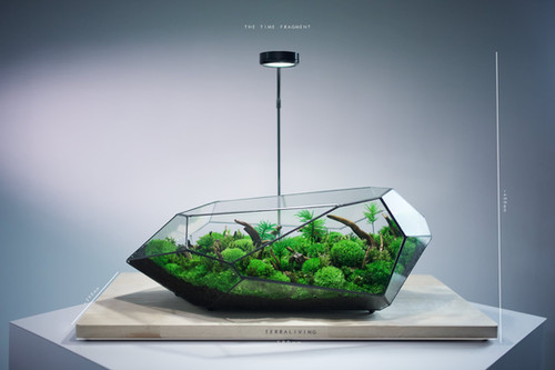 The Time Fragment - Luxury Terrarium, Preserved Moss Terrarium ...
