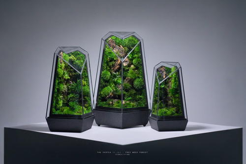 Preserved Moss Terrarium: The Vertex II (L) - Tree Moss Forest, Black E ...
