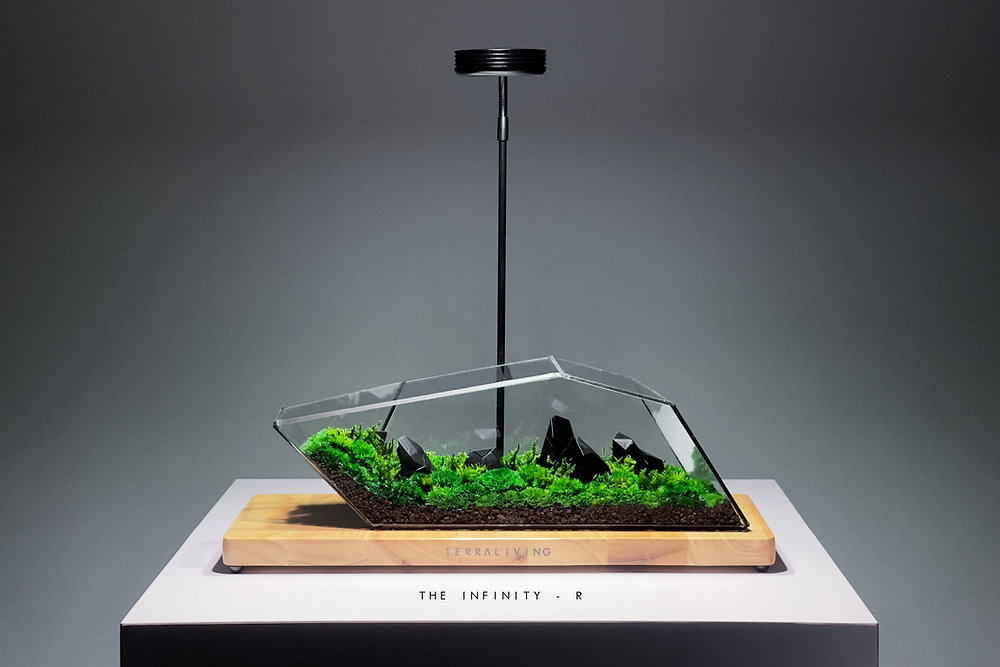 A Bespoke Terrarium That Belongs to TerraLiving's Co-founder