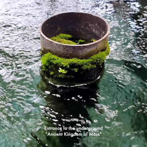 The Ancient Kingdom of Moss by TerraLiving