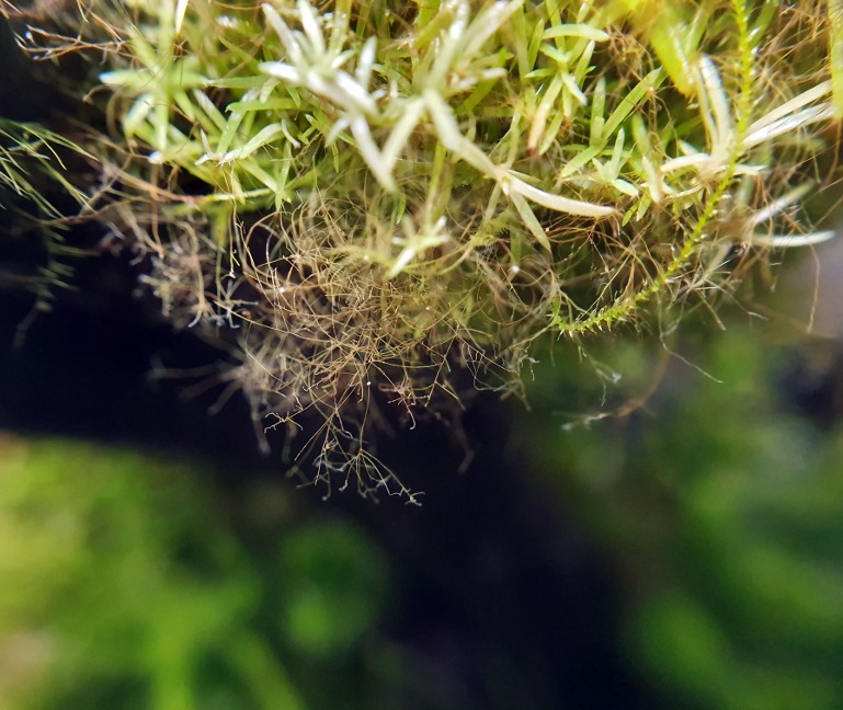 CryoMoss Collection - Early Access Live Moss Terrarium Guide
