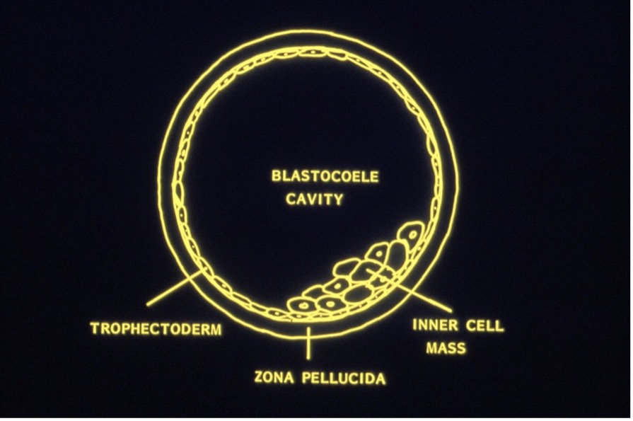Demystifying Embryo Grading: What You Need to Know