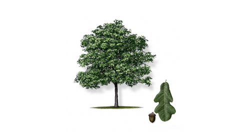 Central Texas Super Star(Lacey Oak) | Atx Trees Website