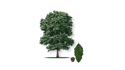 Monterrey Oak Tree | Atx Trees Website