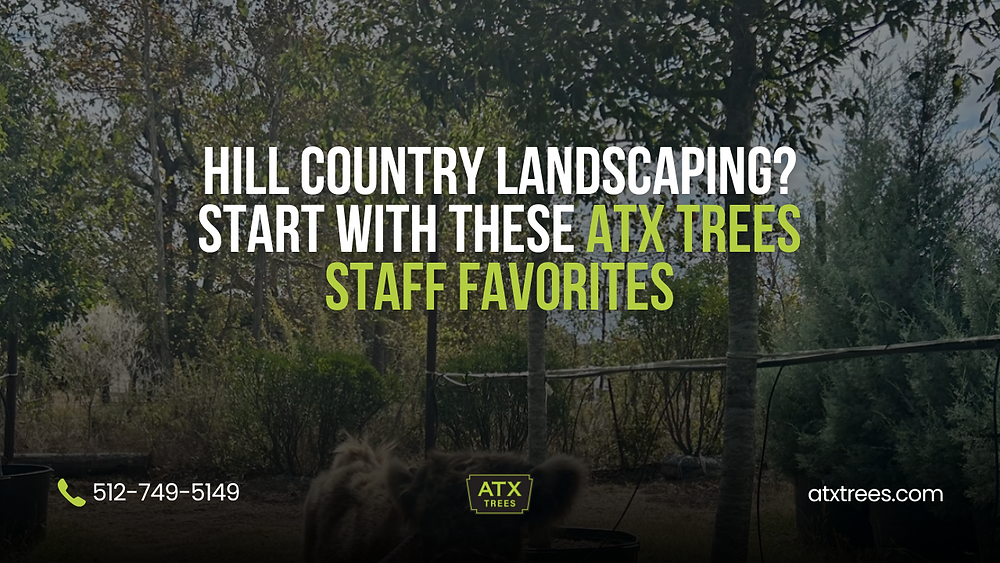 Hill Country Landscaping? Start With These ATX Trees Staff Favorites