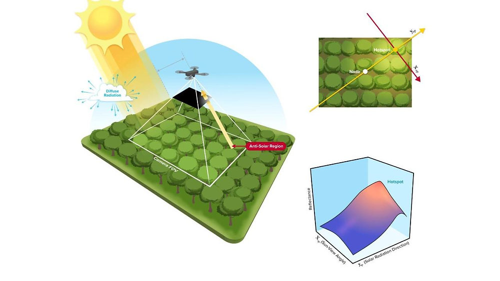 Sun-View Geometry: Impact on canopy spectral reflectance variability