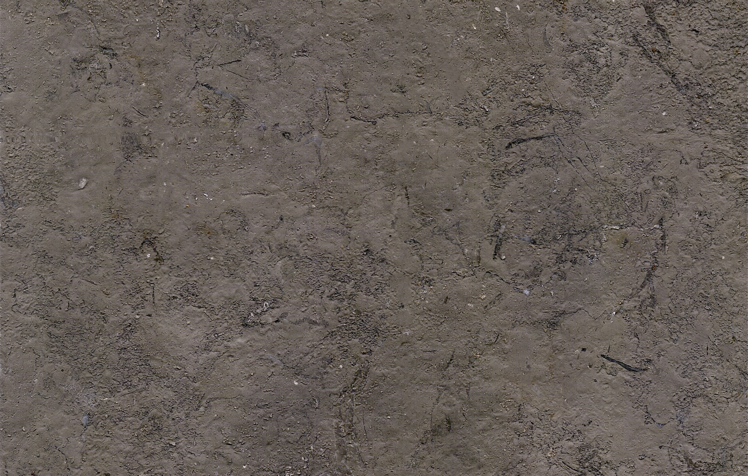 Melly Grey Fossils - Egyptian Limestone | Melly Grey FossilsMarmo Design