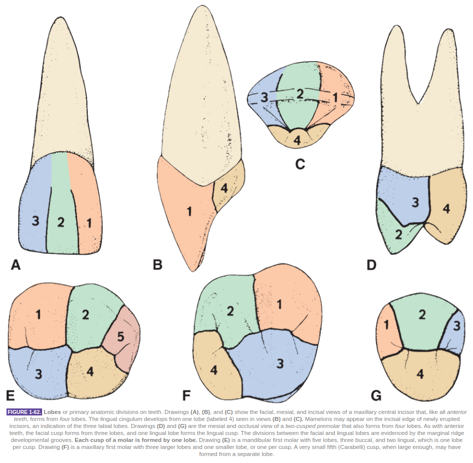 Are Ridges on Teeth Normal? Say Hello to Mamelons