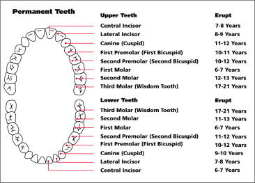 How Many Teeth CAN Humans Have?
