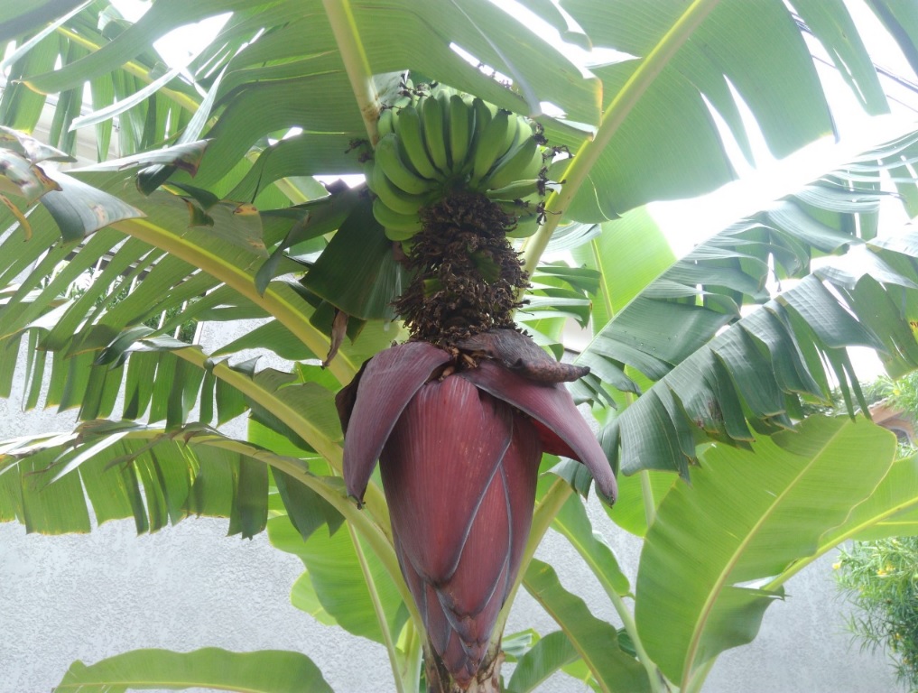 Dimensão da Natureza | Álbuns | Árvores e Plantas Frutiferas