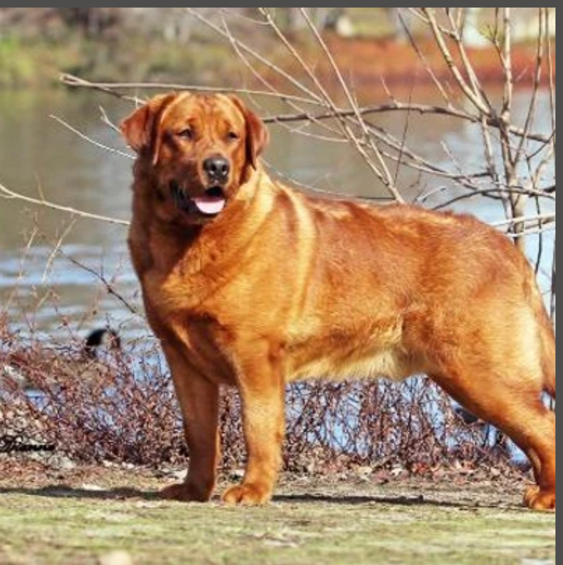 California Red Fox Labs | red fox labs in California | California