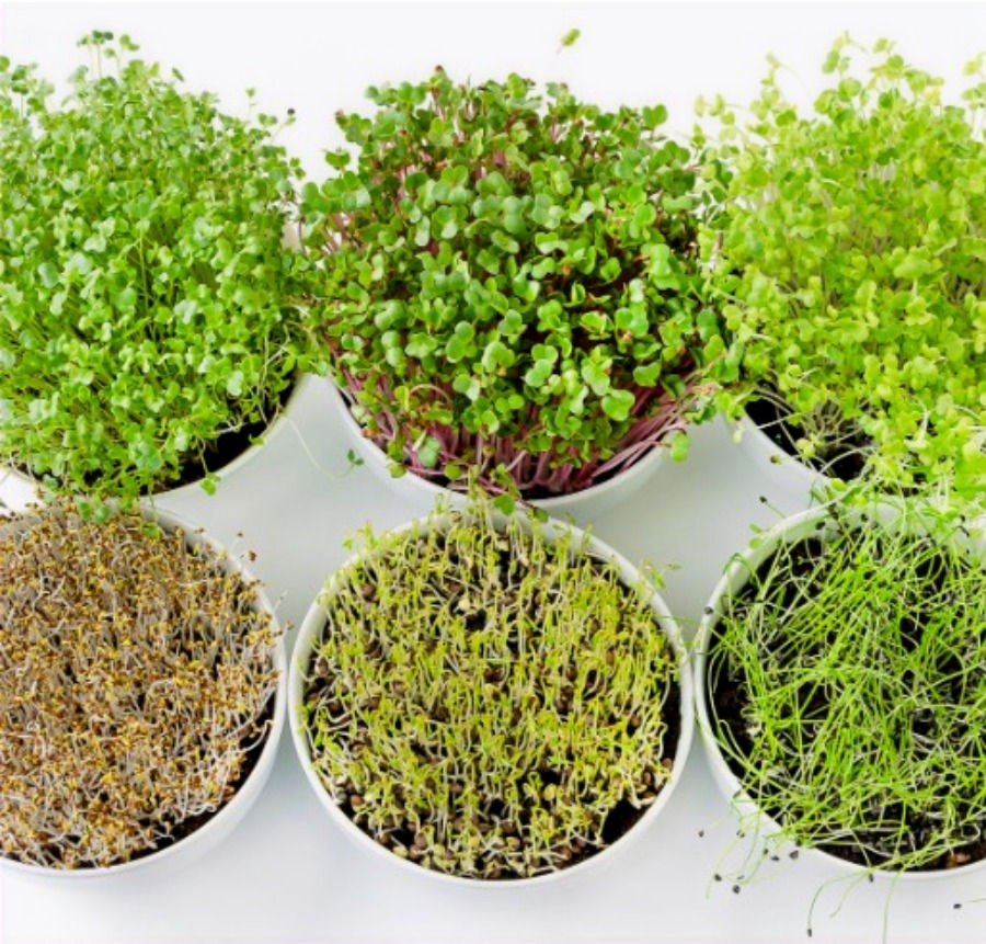 Micro Greens 101