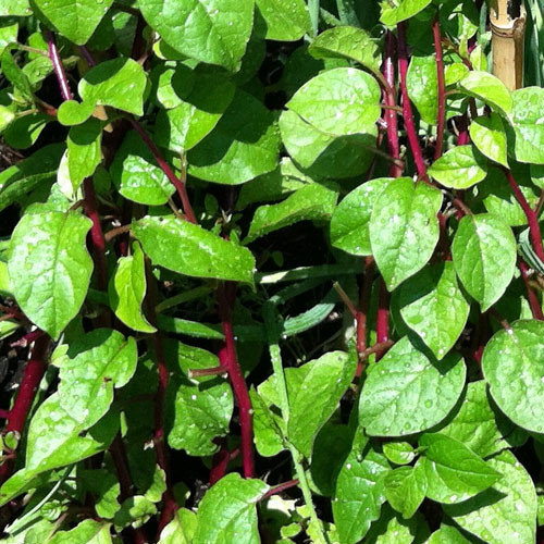 Malabar Red Stem Spinach - Basella alba ‘Rubra’ | Scrippsfarms