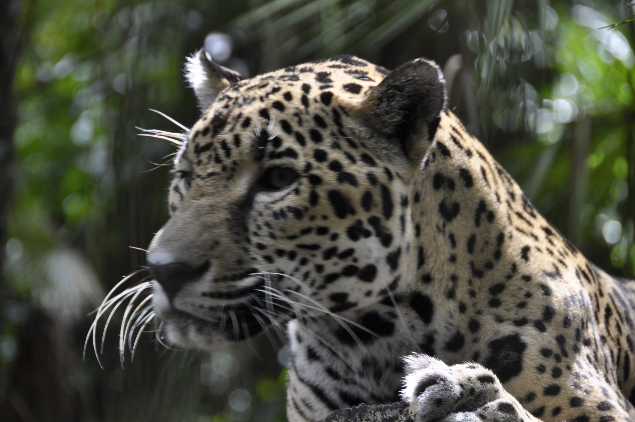 Belize Zoo Tour and Blue Hole Cenote | Julian Transfers