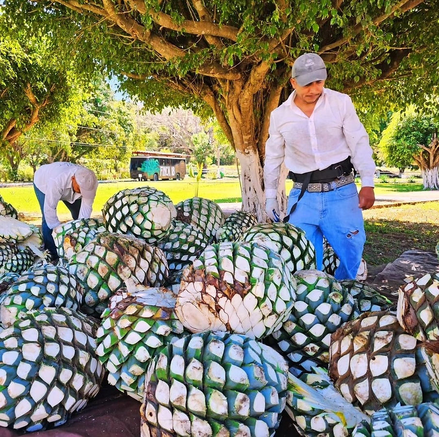Puerto Vallarta Tequila Tour | Finca 18