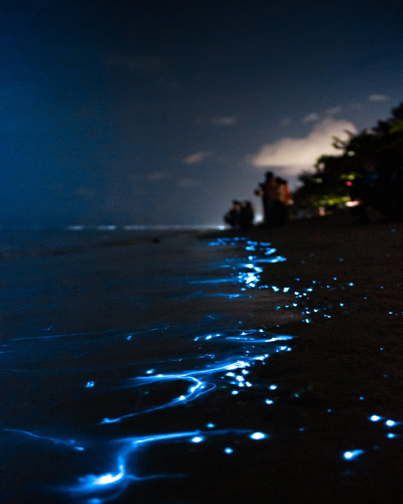 A Guide to Bioluminescent Plankton in The Maldives
