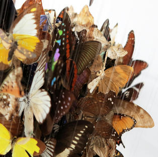 Floral Art | Anna Masters