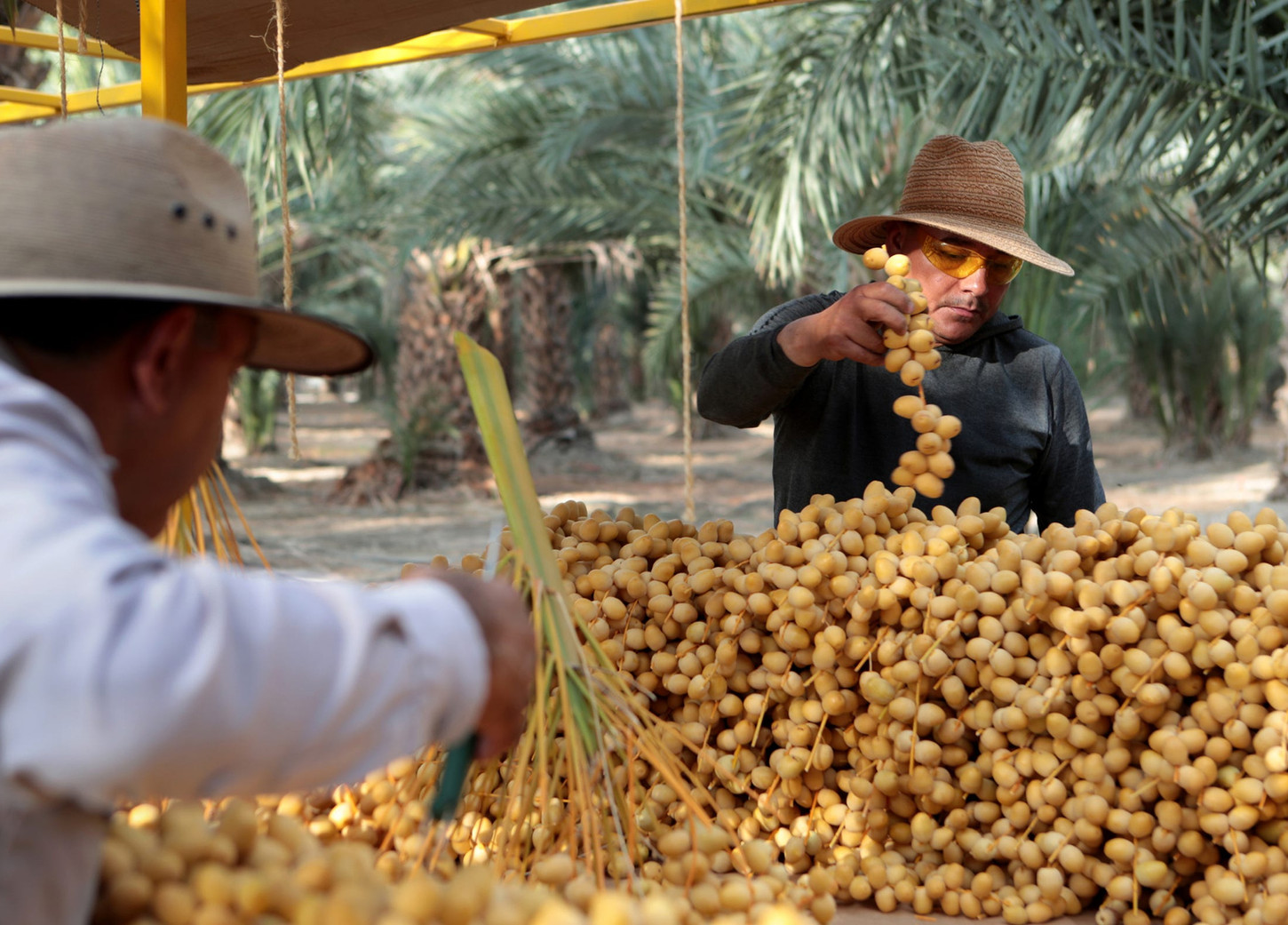 Gallery | Aziz farms