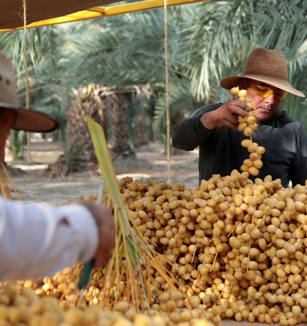 Gallery | Aziz farms