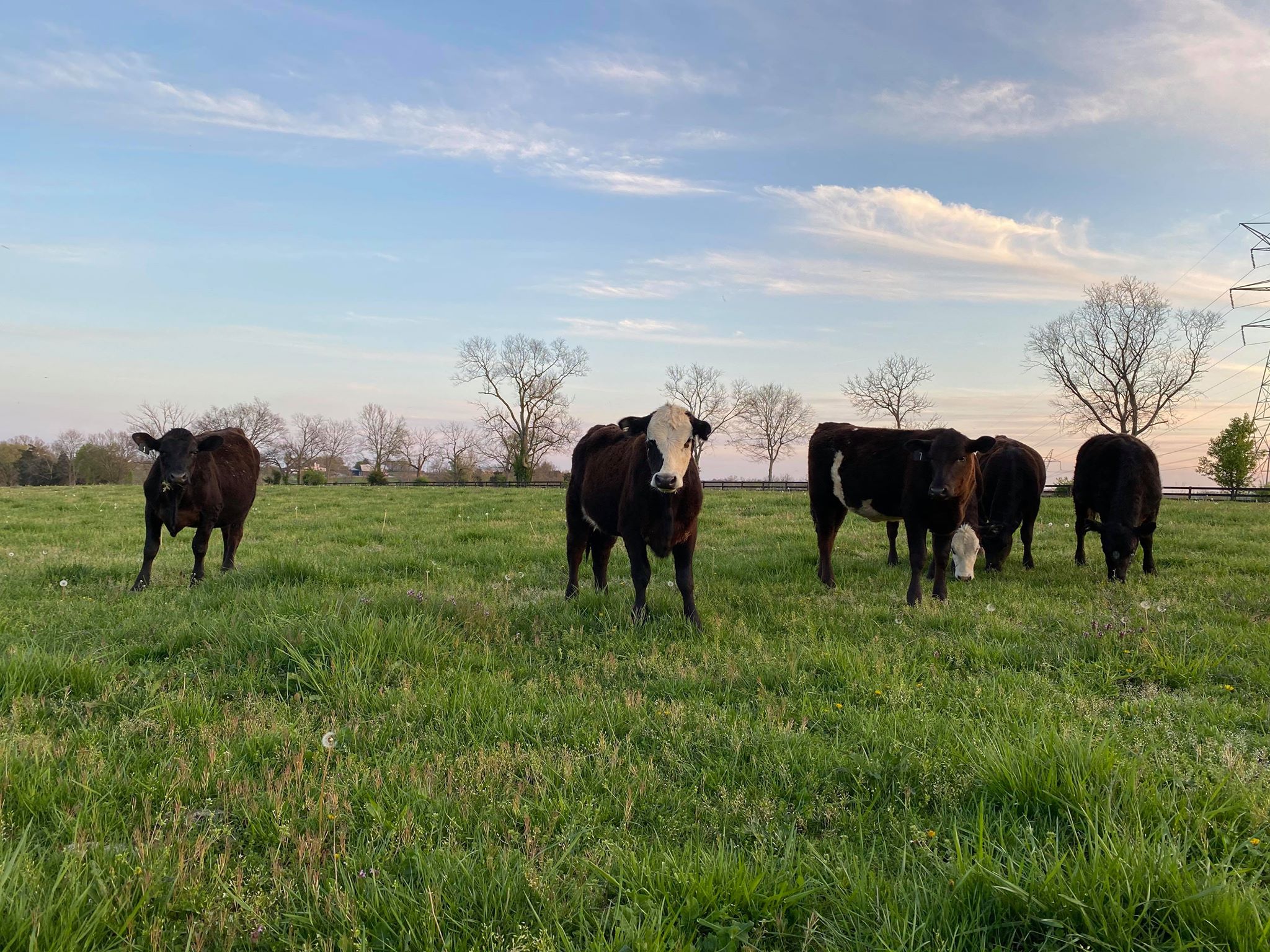 CATTLE | K Bar C Ranch