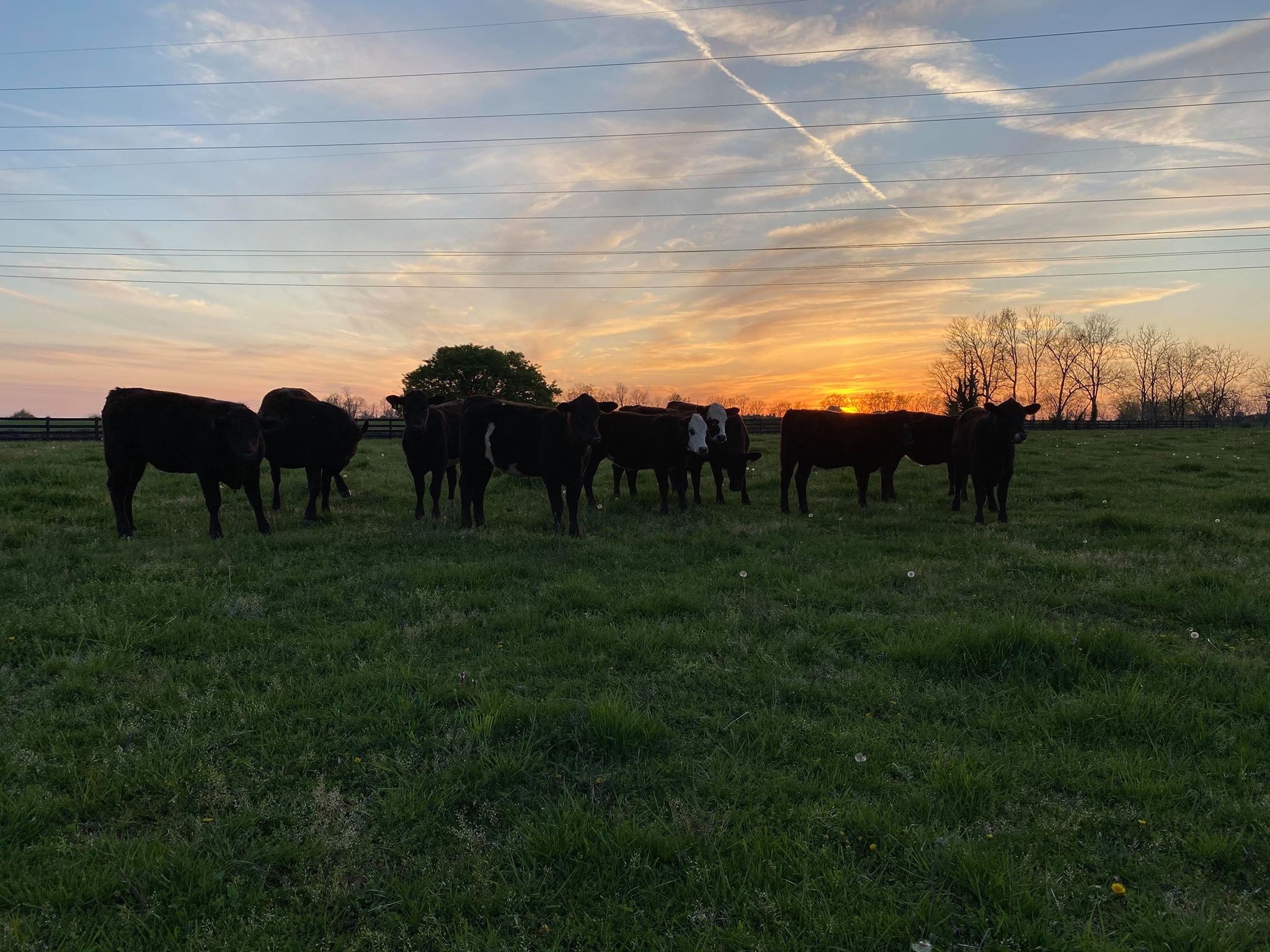 CATTLE | K Bar C Ranch