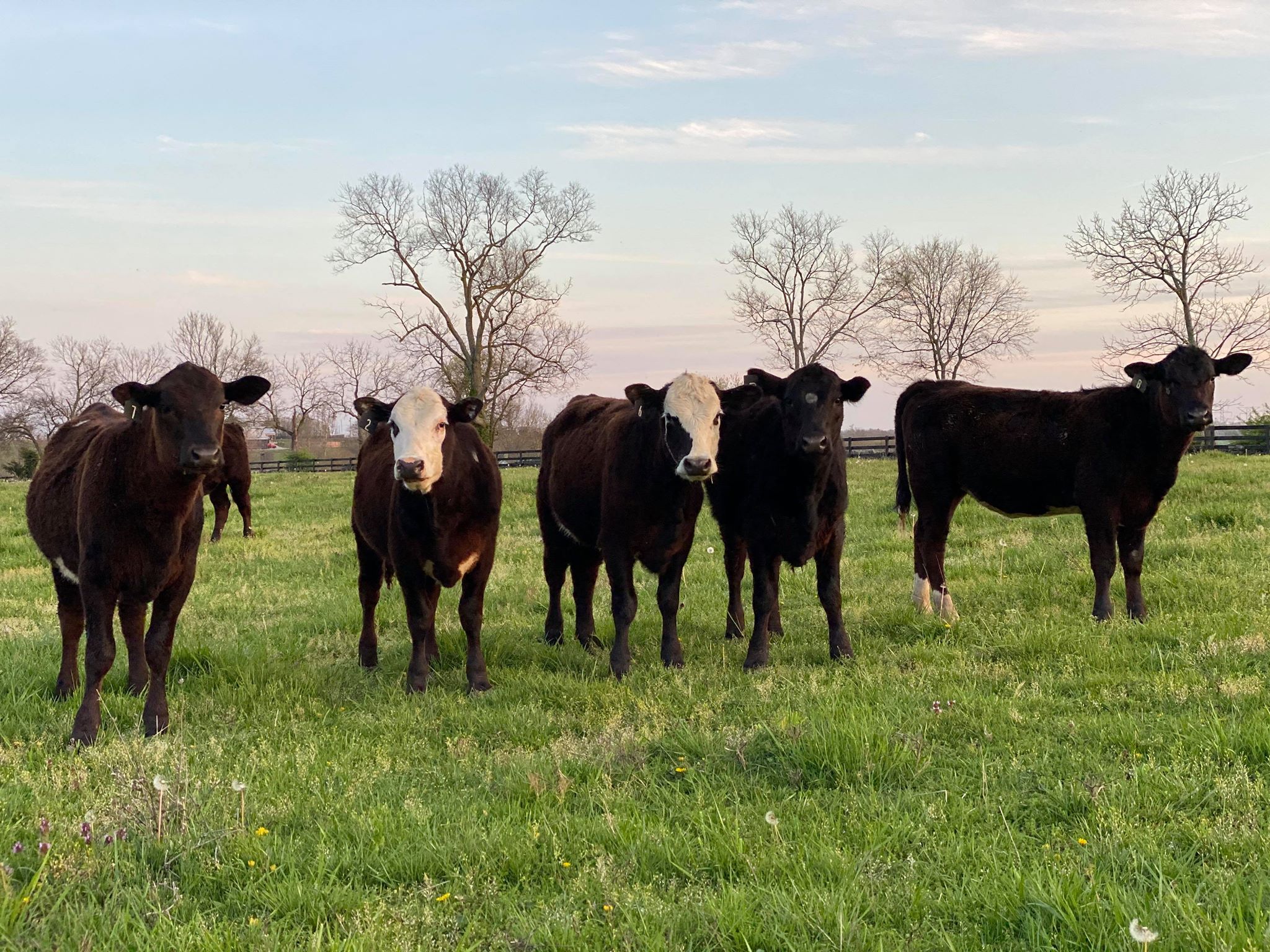 CATTLE | K Bar C Ranch