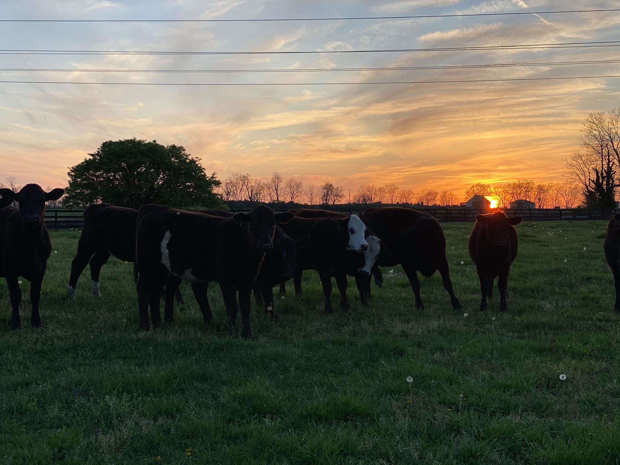 CATTLE | K Bar C Ranch