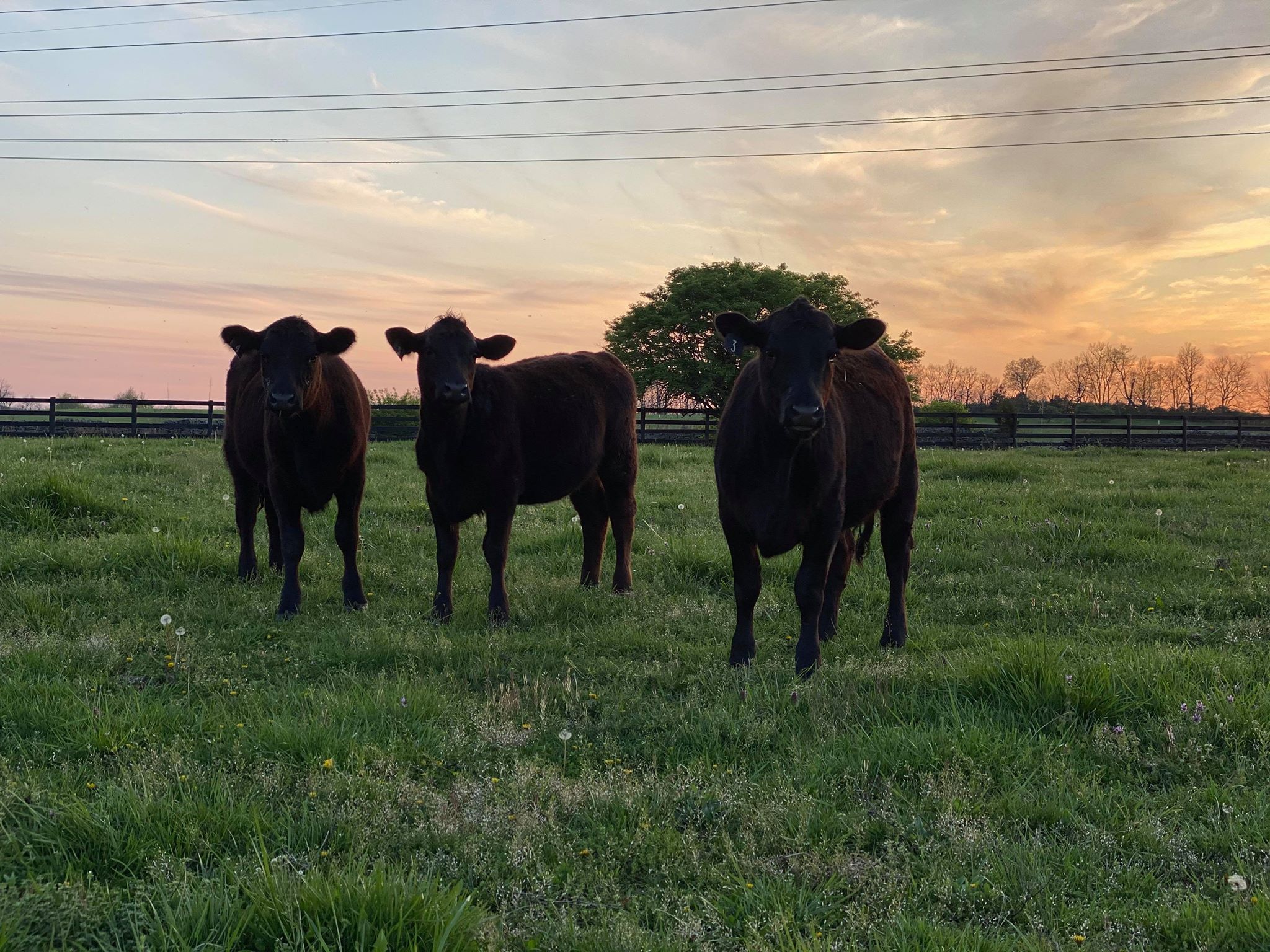 CATTLE | K Bar C Ranch