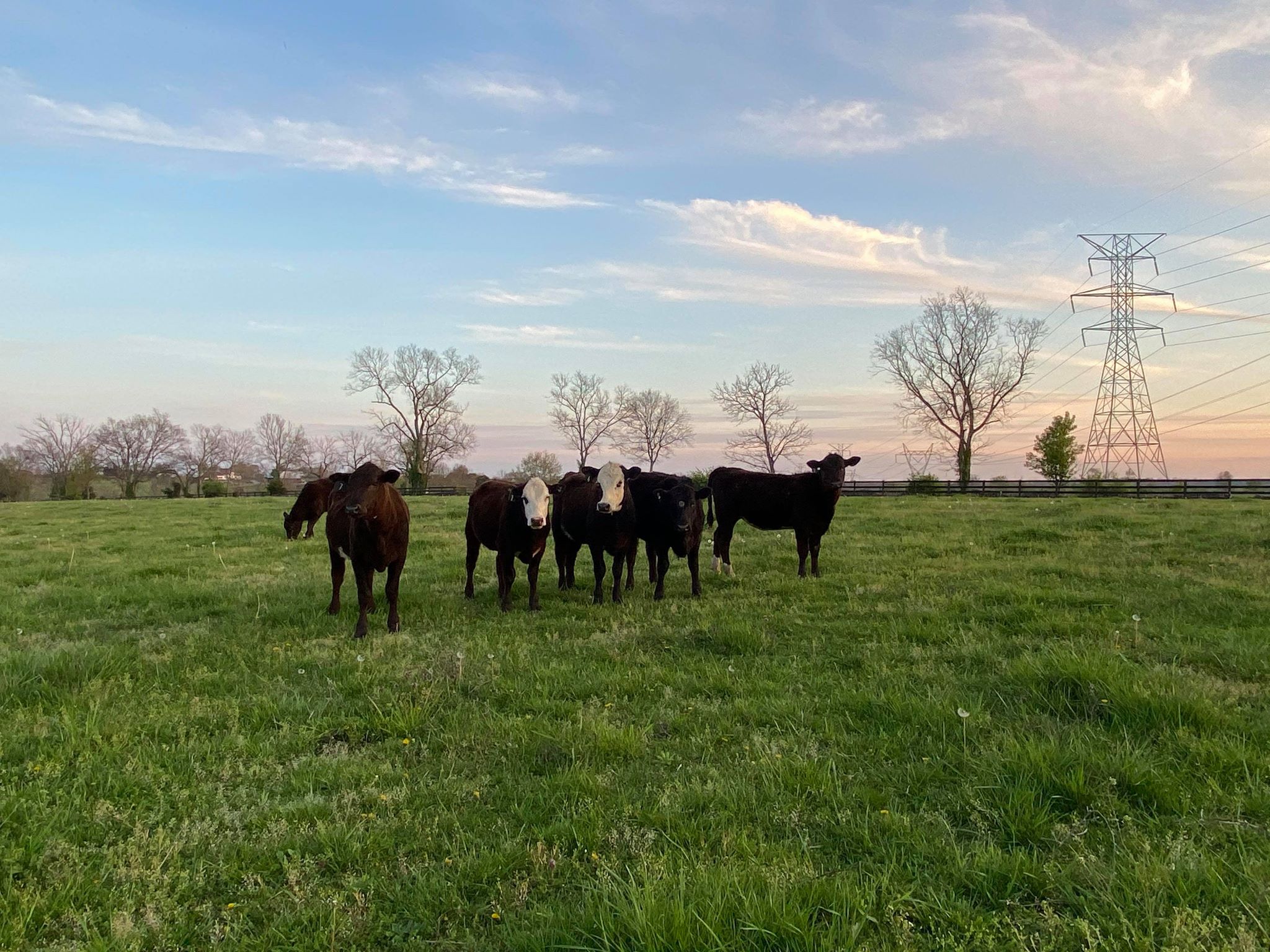 CATTLE | K Bar C Ranch