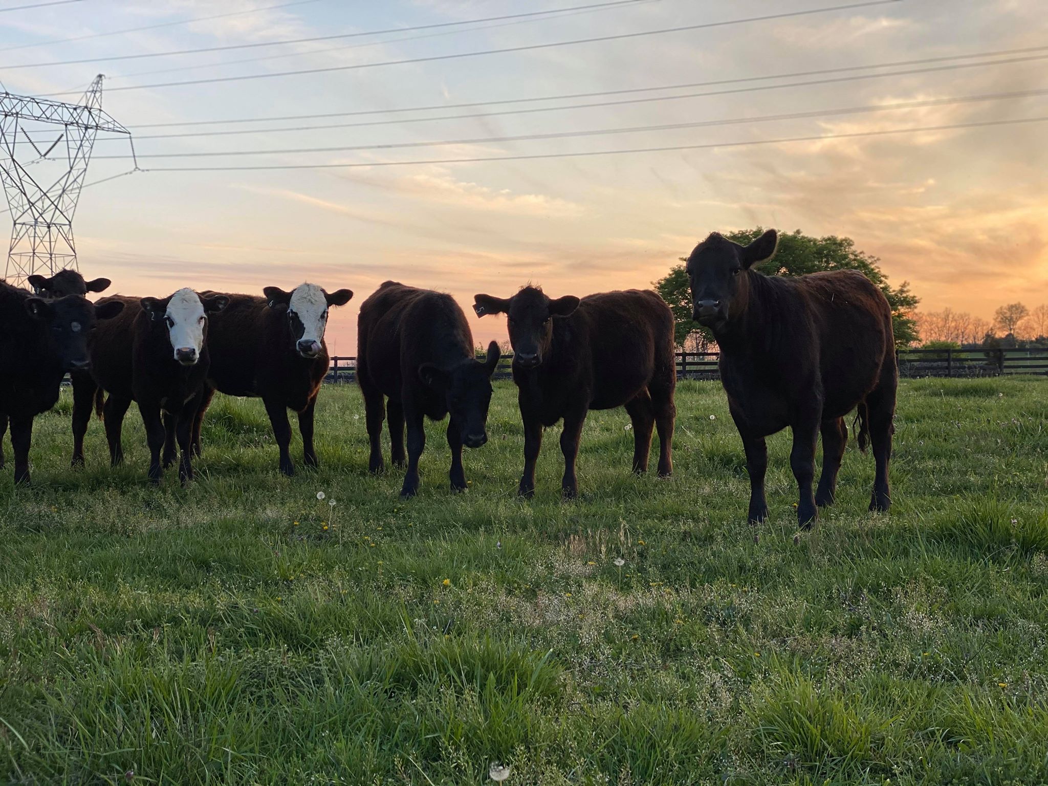 CATTLE | K Bar C Ranch
