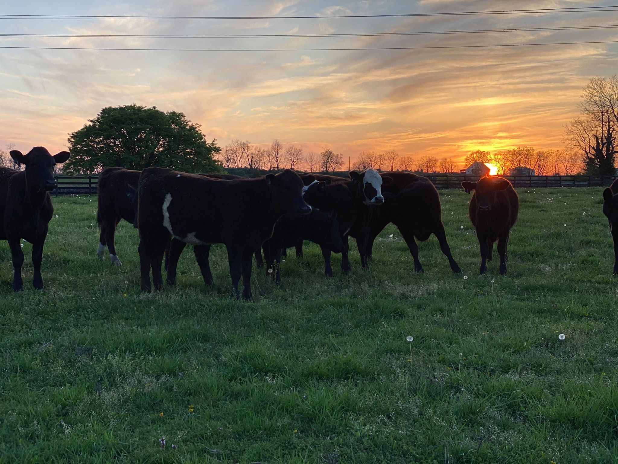 CATTLE | K Bar C Ranch