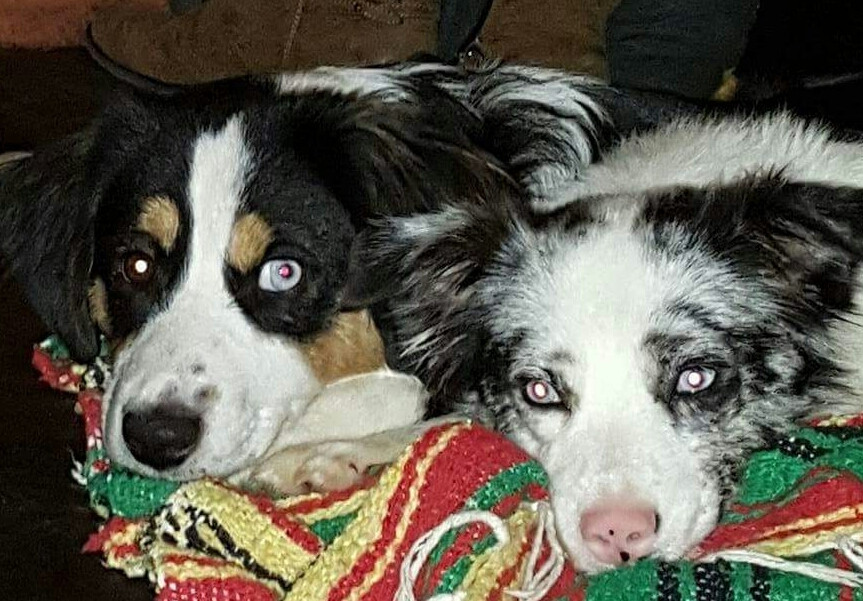 Mini Aussie Size Comparison