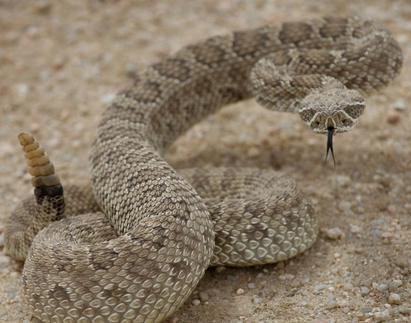 Rattlesnake and Porcupine Avoidance Clinic | Yellowstone Gundog Club