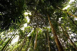 The Queen's Commonwealth Canopy | Royal Commonwealth Society