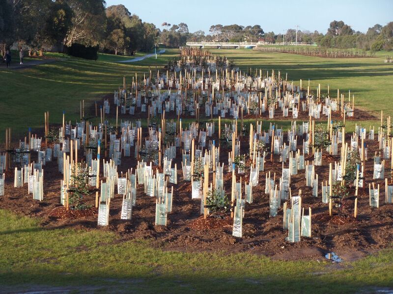 20 Million Trees Programme, Australia