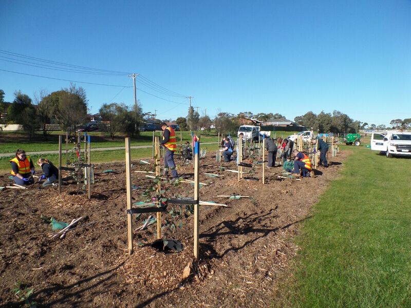 20 Million Trees Programme, Australia