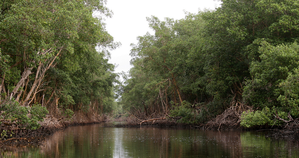The Arena Forest Reserve, Trinidad and Tobago