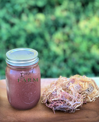 Irish Sea Moss Gel - Full Spectrum + Bladderwrack 16oz | Rooted Faith Farm