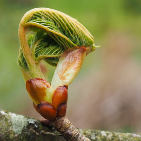 Field Guide | Indiana Phenology