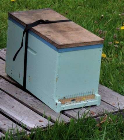 Overwintered Nuc five frames | WG Meadows