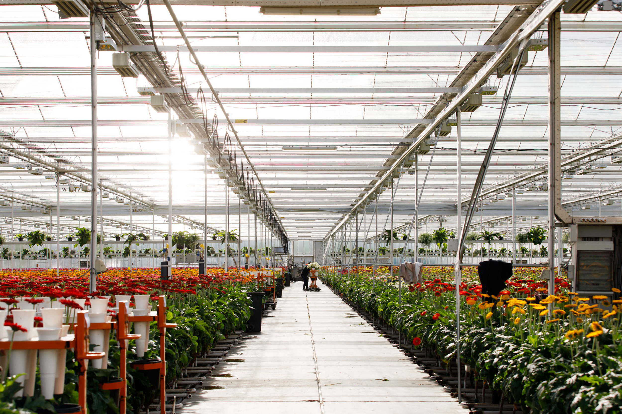 Kwekerij de Zuidplas is onderdeel van Summit Gerbera.