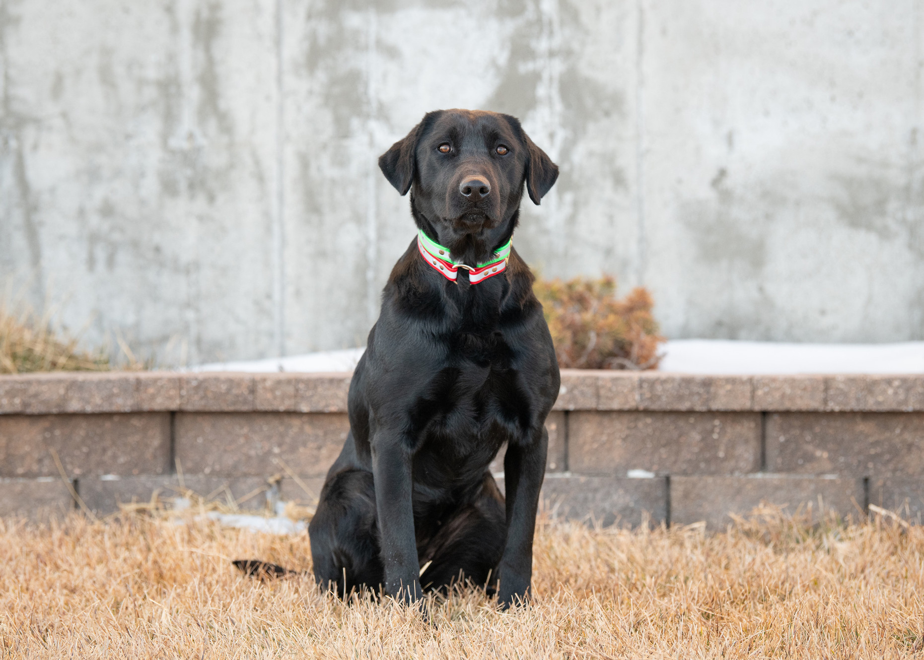 Diamond R Kennels | Lab Puppies for Sale | Hunting Labs