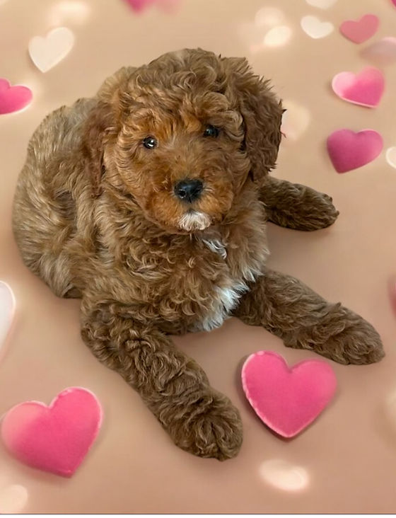Miniature Goldendoodles For Adoption Smart Mini Goldendoodle Hazel: