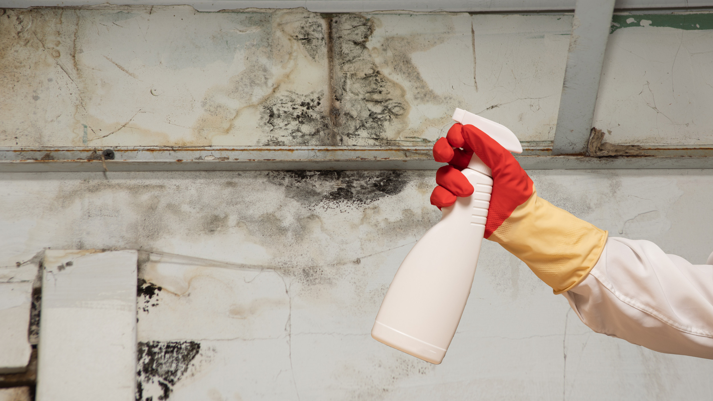 Mold Solutions Canada | About Us