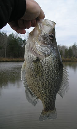 Photos | reelfoot-fishg-guide