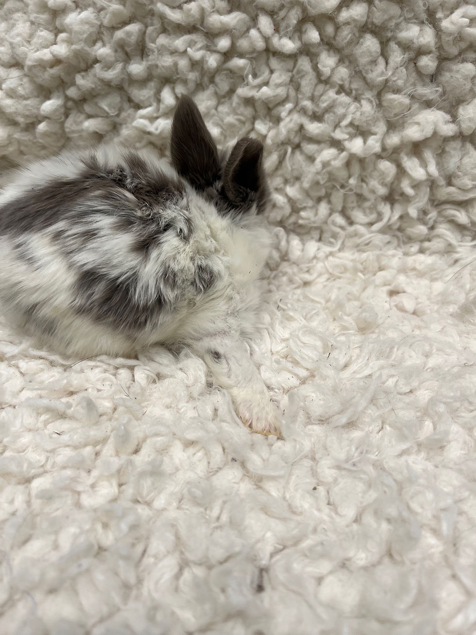 Angora Rabbit for Sale | Angora Wool | Mora Angora