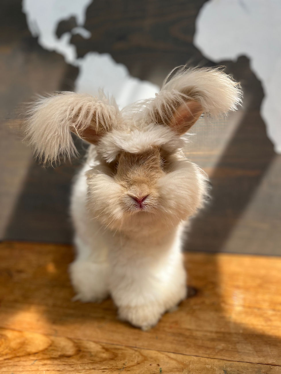 Angora Rabbit for Sale | Angora Wool | Mora Angora